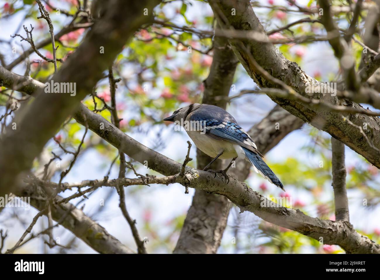 Blue Jay (Cyanocitta cristata ) on the state forest trail in Wisconsin ...