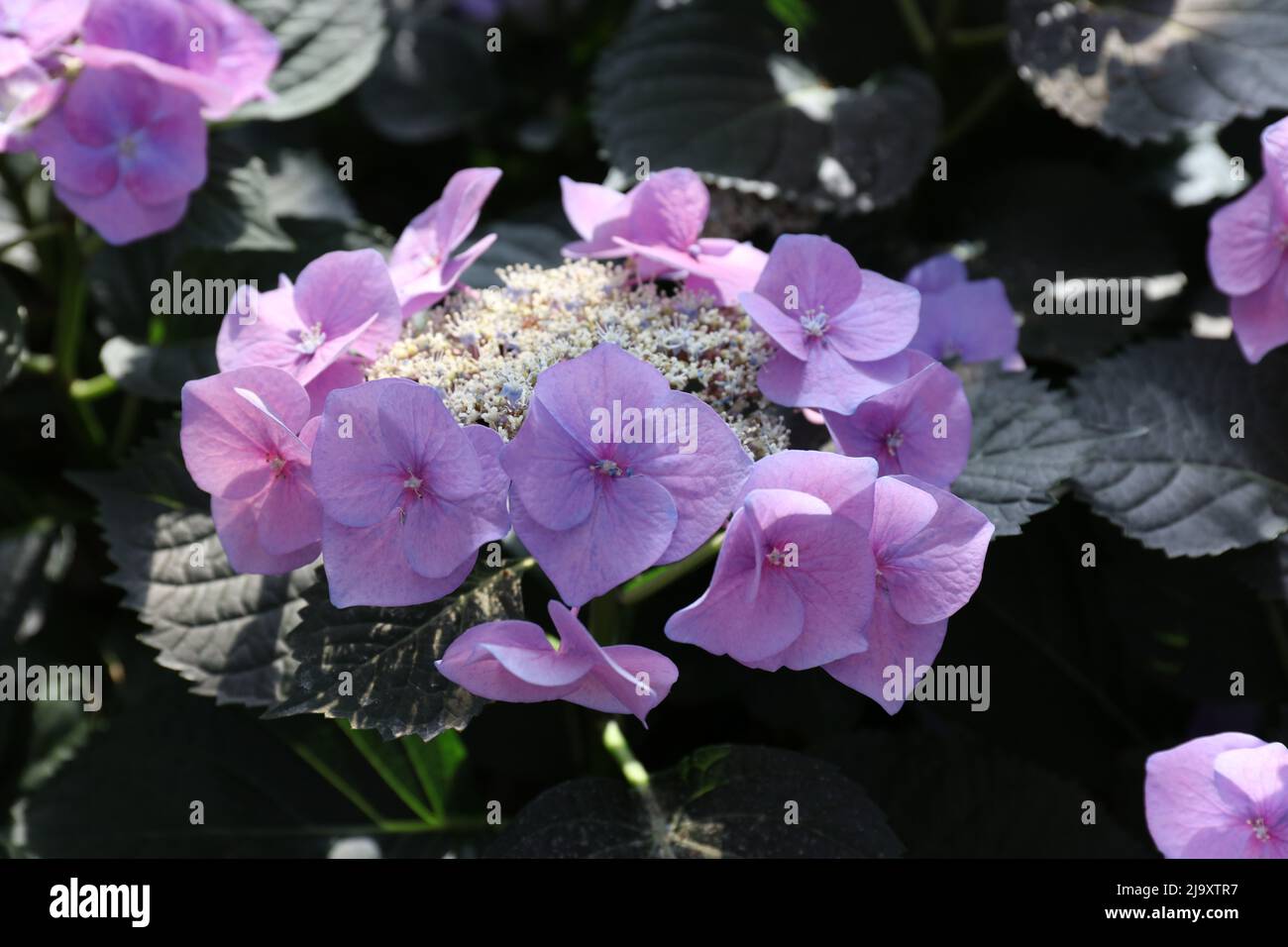 Close up of a flowering head of a Hydrangea macrophylla with pink ...
