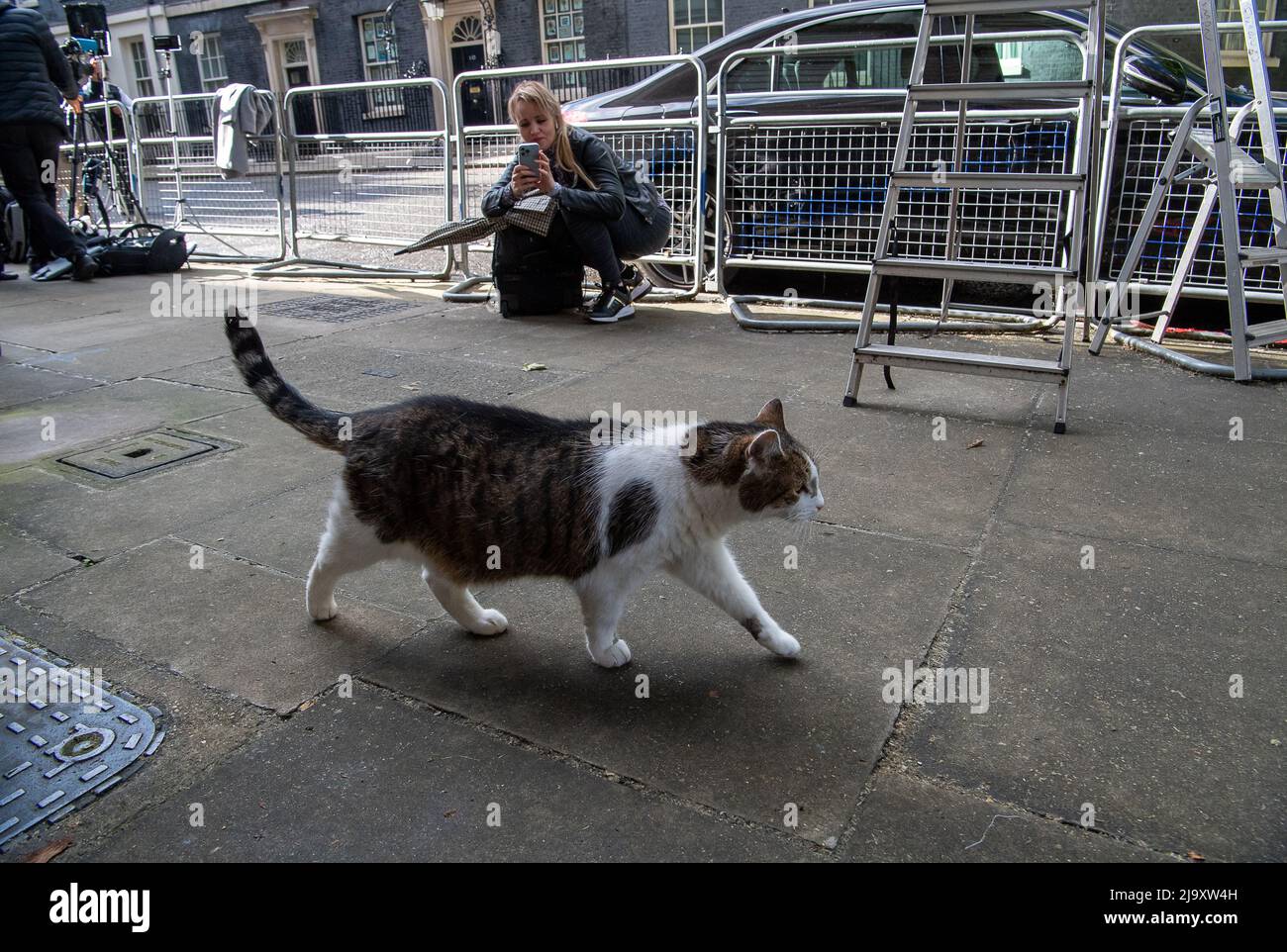 Chief mouser larry 10 downing police hi-res stock photography and ...