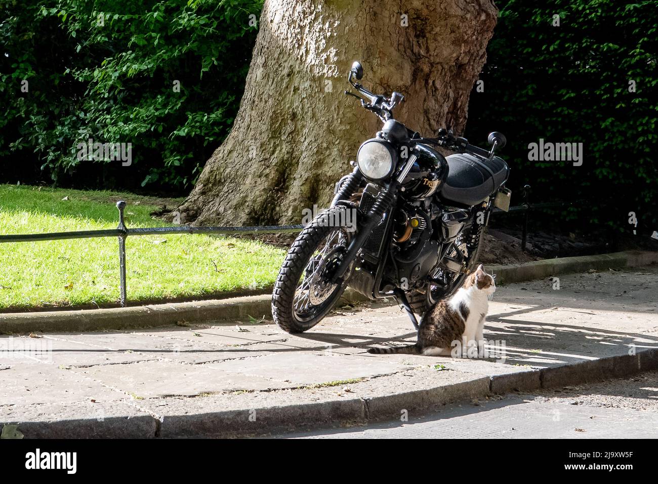Westminster, London, UK. 25th May, 2022. Larry the Cat chief mouser at ...