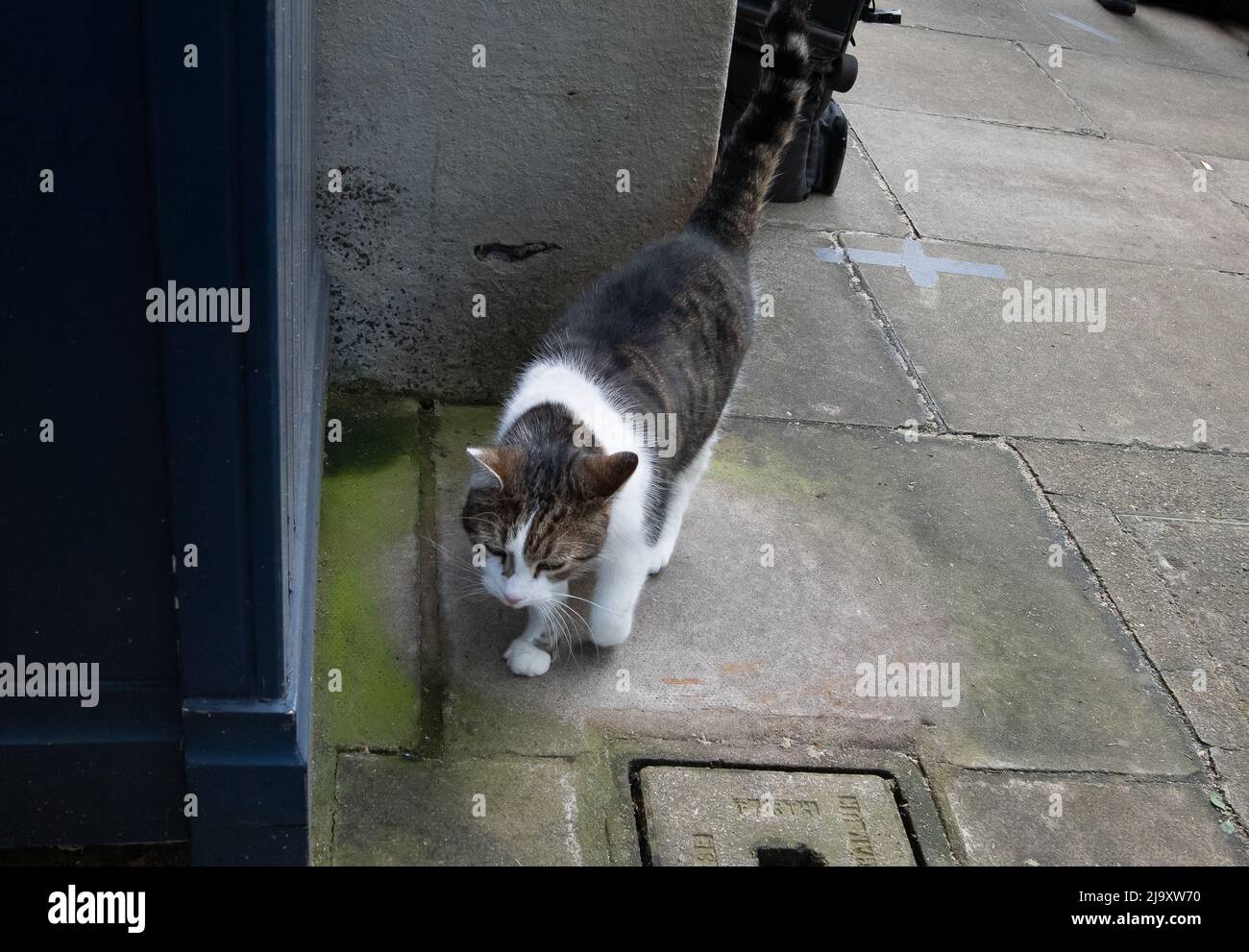 Westminster, London, UK. 25th May, 2022. Larry the Cat chief mouser at ...