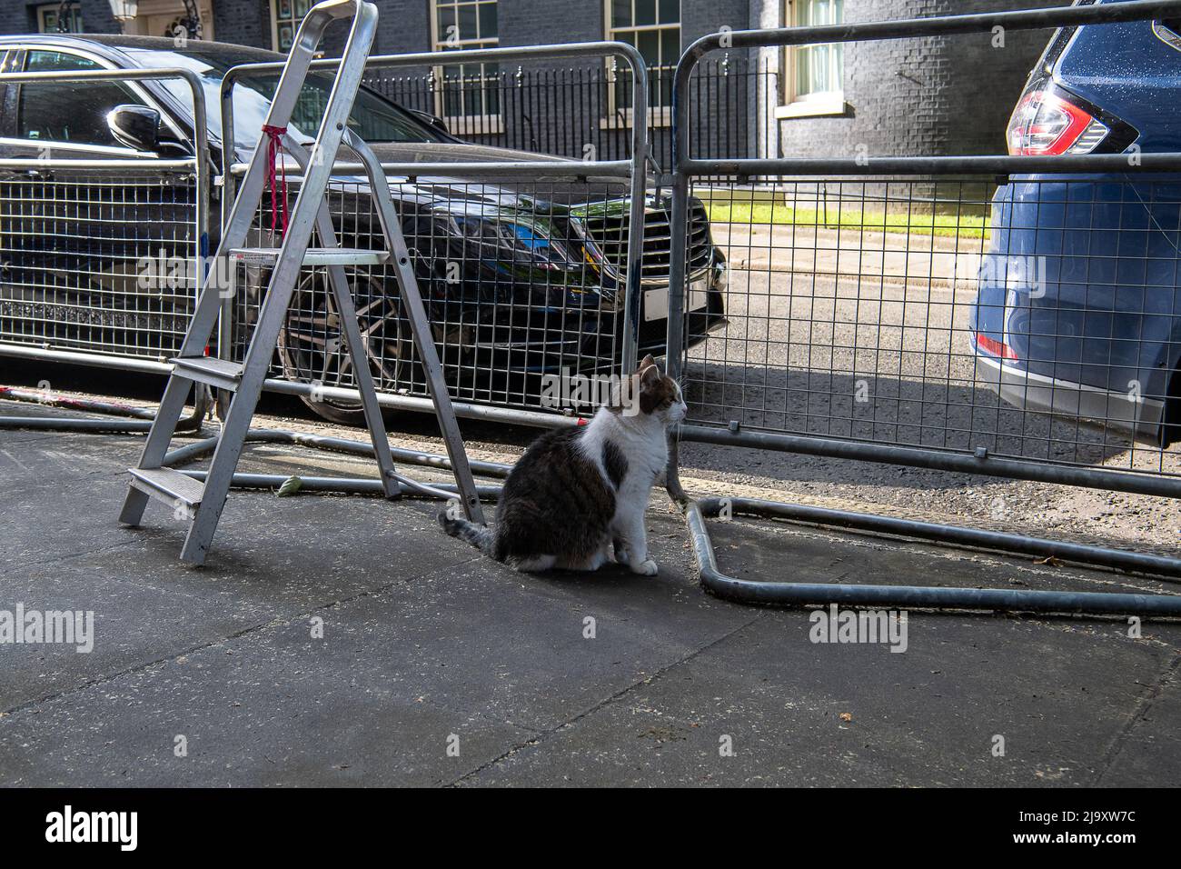 Westminster, London, UK. 25th May, 2022. Larry the Cat chief mouser at ...