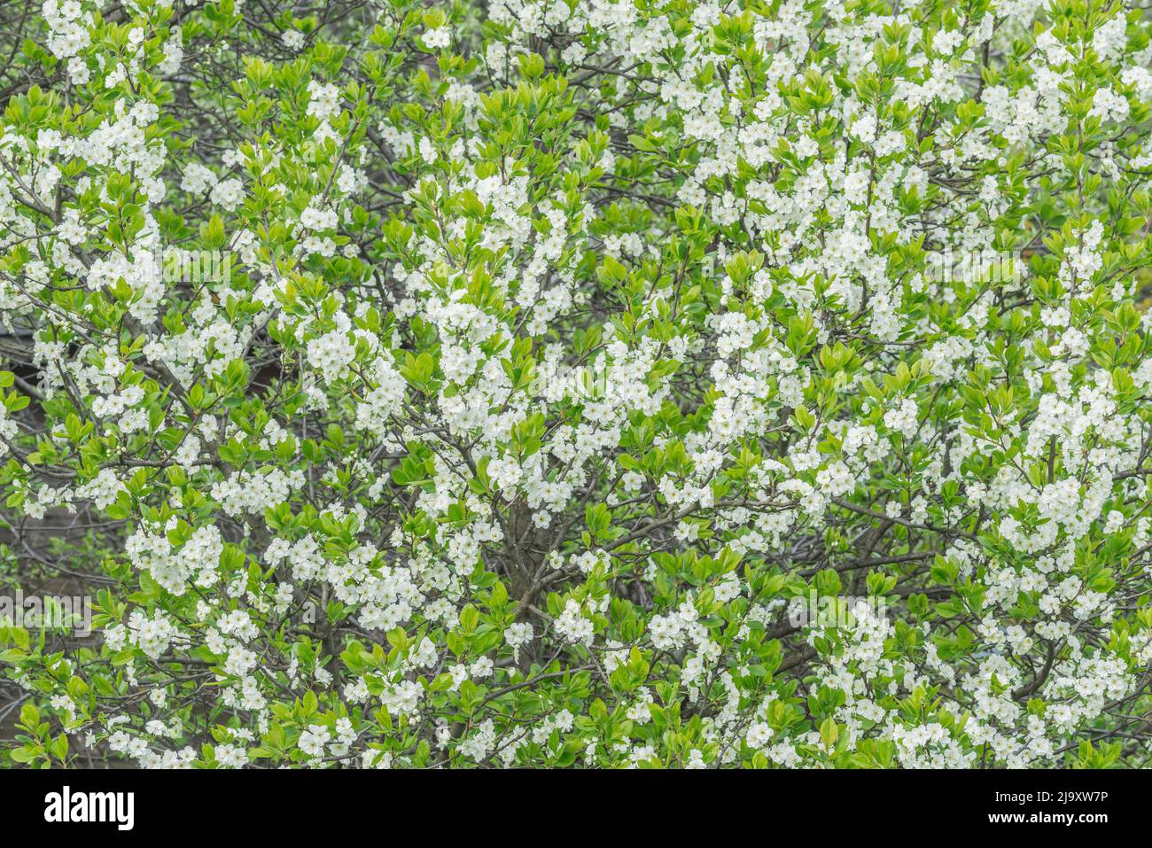 Blossoming cherry tree with white flowers Stock Photo - Alamy