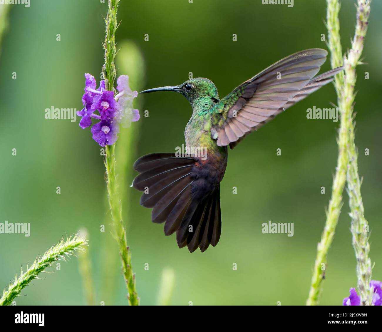 Exotic Bronze-tailed Plumeleteer hummingbird (Chalybura urochrysia ...