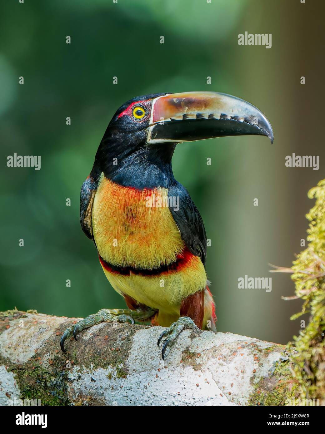 Fiery red and yellow Collared Aracari (Pteroglossus torquatus) Toucan ...