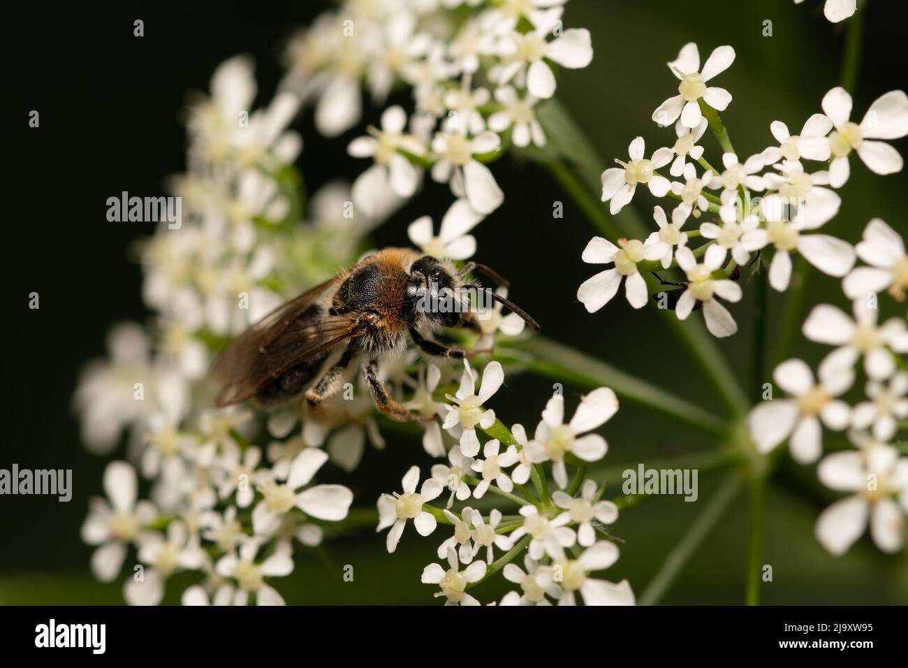 beautiful insect in spring on leaf in the grass Stock Photo - Alamy