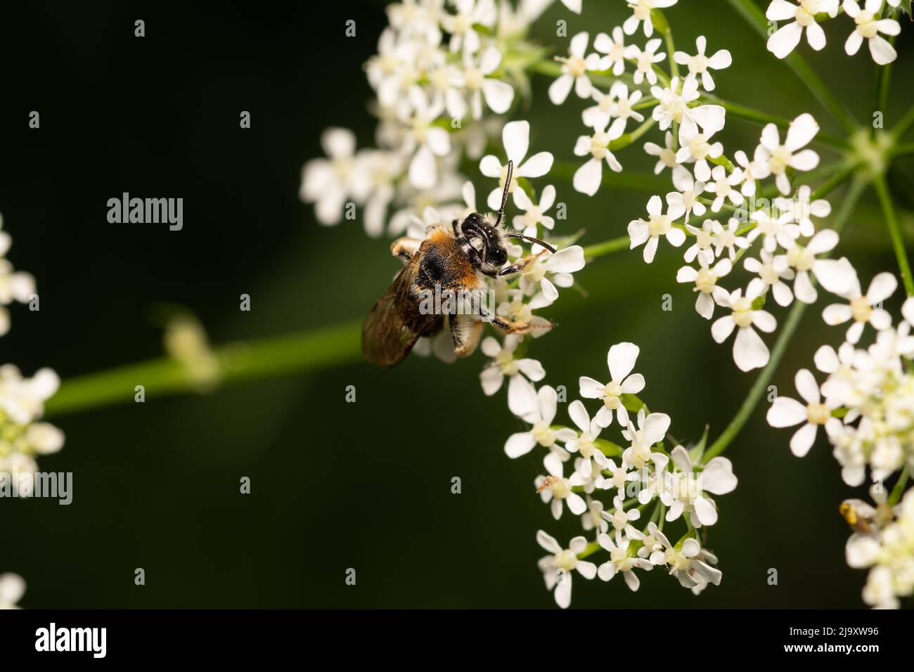 Insect in spring hi-res stock photography and images - Alamy