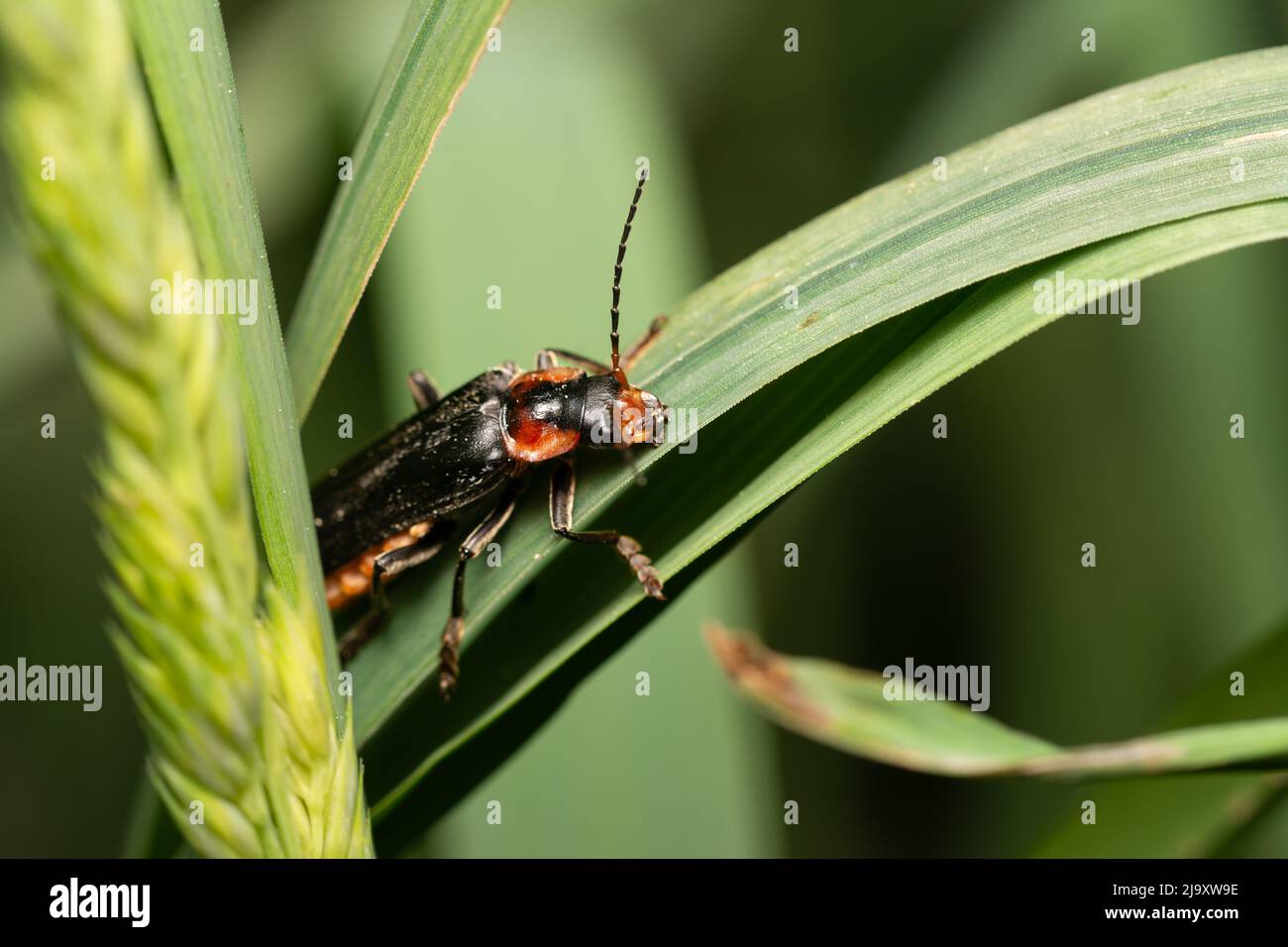 beautiful insect in spring on leaf in the grass Stock Photo - Alamy