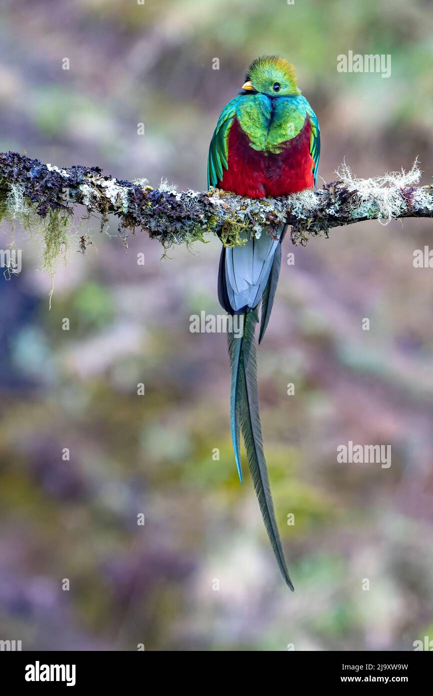 Resplendent Quetzal (Pharomachrus mocinno) perched on a branch in Costa ...