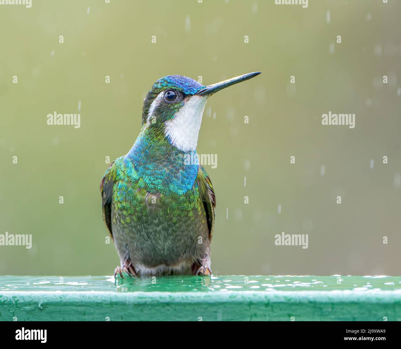 Male White-throated Mountain Gem (Lampornis castaneoventris) perched on ...