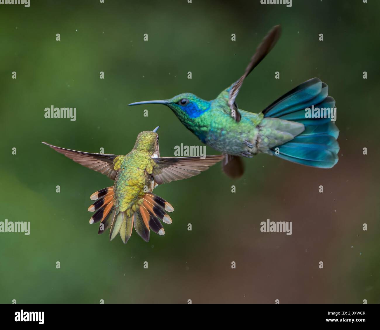 Volcano Hummingbird (Selasphorus flammula) and Lesser Violetear ...