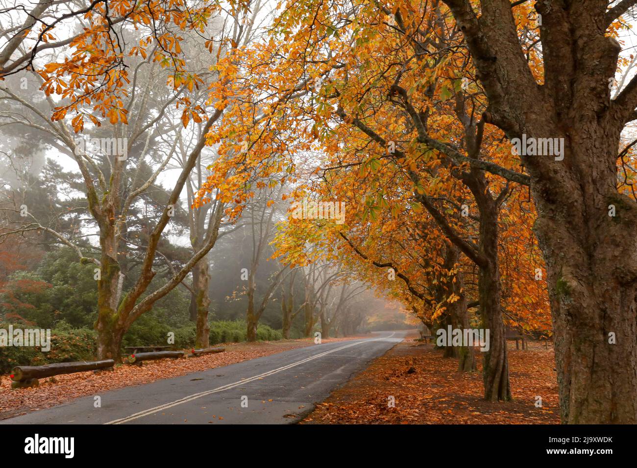 Mount wilson nsw australia hi-res stock photography and images - Alamy