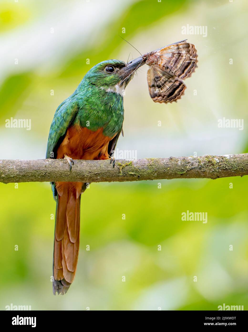 Tropical Rufous-tailed Jacamar Bird Eating a Moth or Butterfly Stock ...