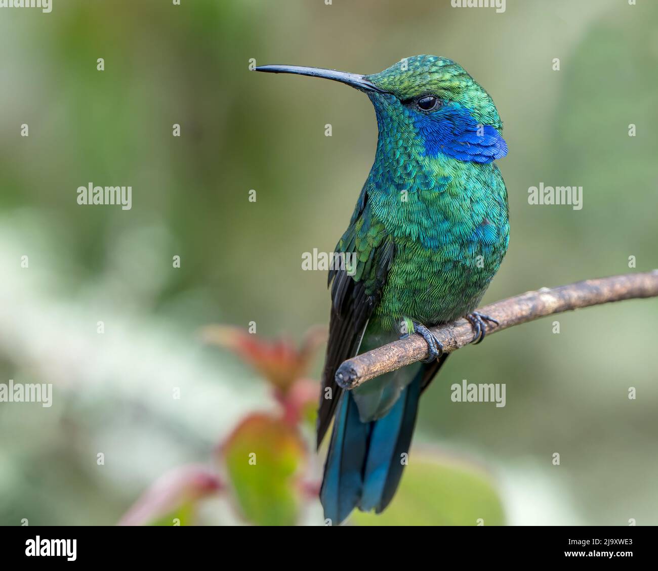 Lesser Violetear (Colibri cyanotus) endemic hummingbird in Costa Rica ...