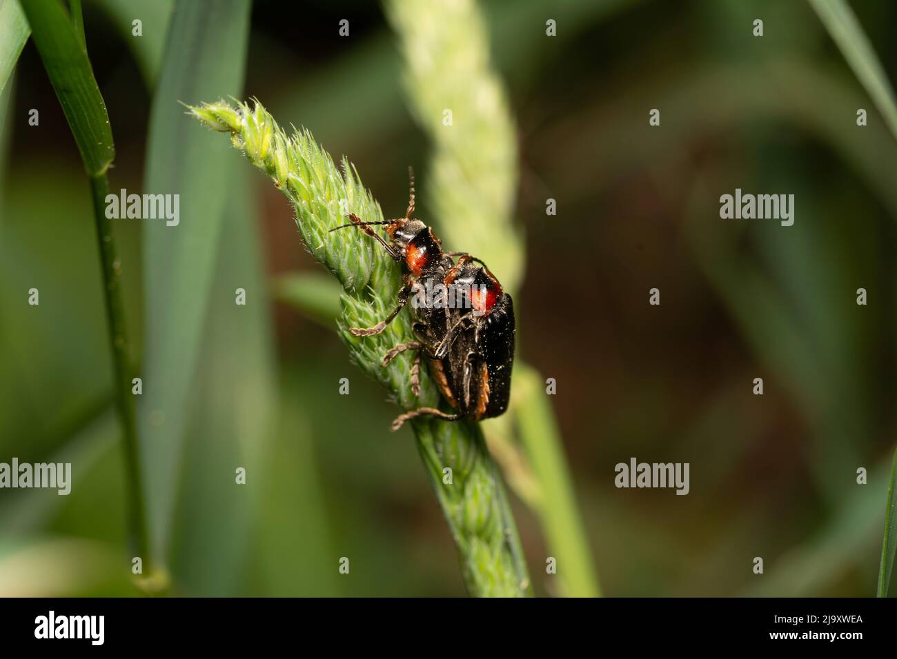 beautiful insect in spring on leaf in the grass Stock Photo - Alamy