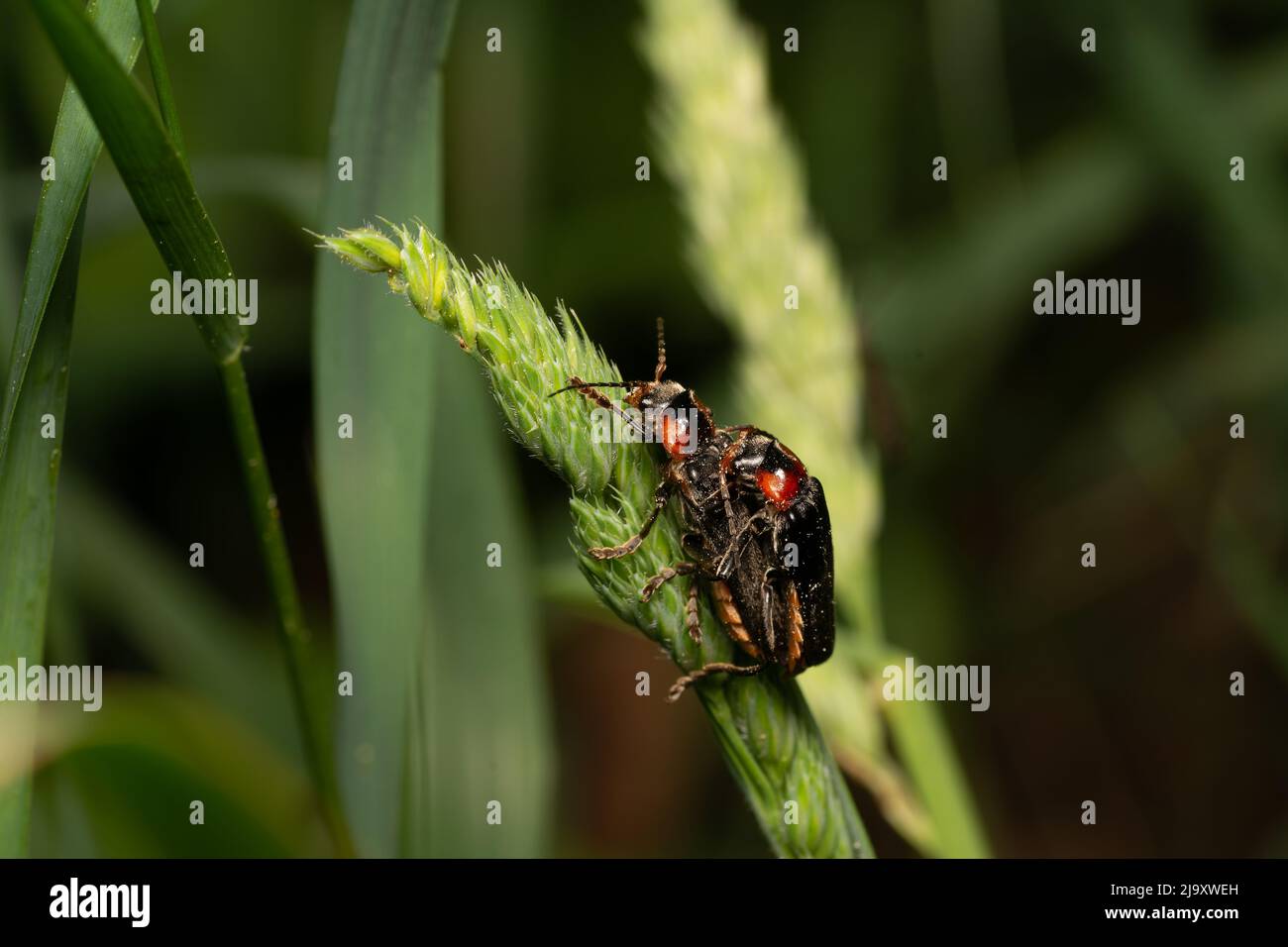 Insect in spring hi-res stock photography and images - Alamy