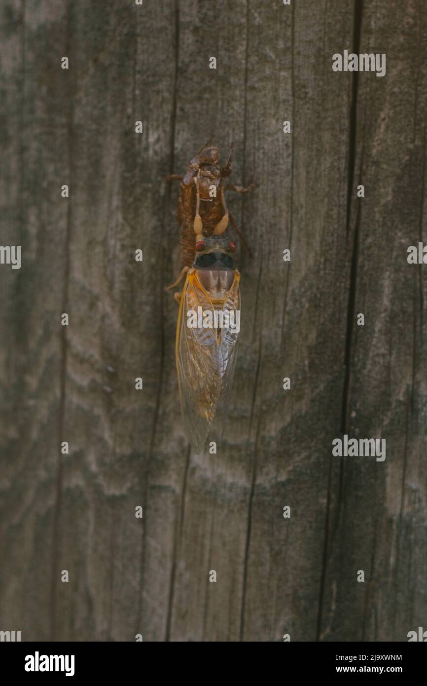 Cicada Coming out of It's Shell on a Wooden Background Stock Photo - Alamy