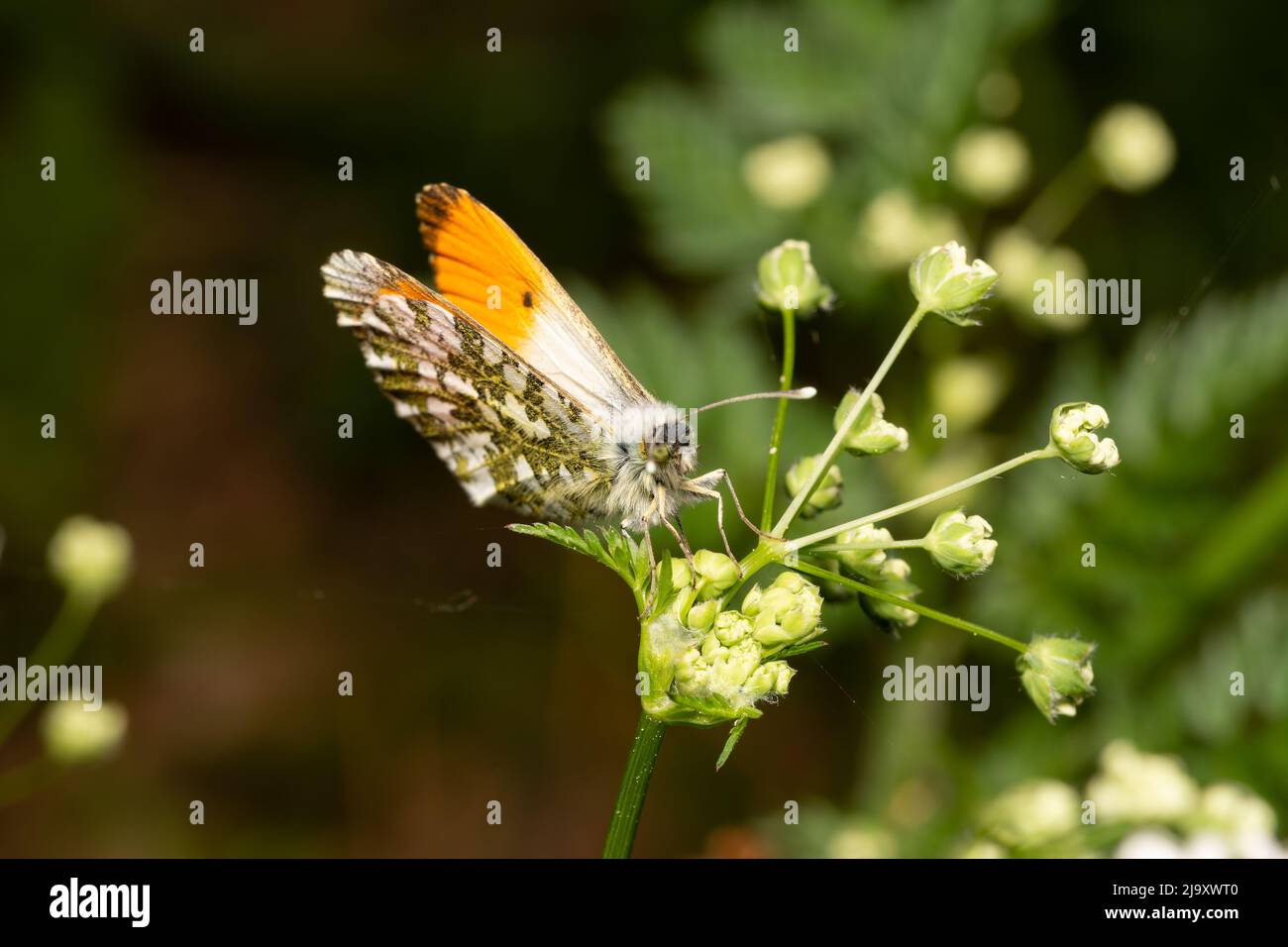 Insect in spring hi-res stock photography and images - Alamy