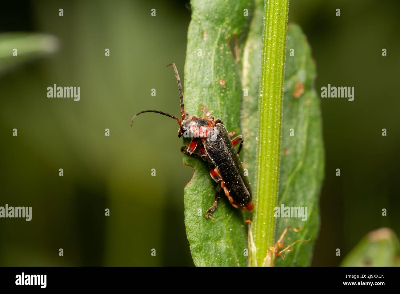 Insect in spring hi-res stock photography and images - Alamy