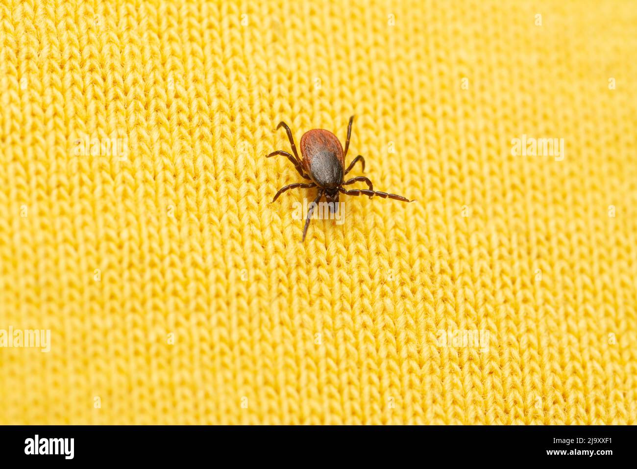 dangerous bloodsucker tick on human clothes waiting for victim Stock ...