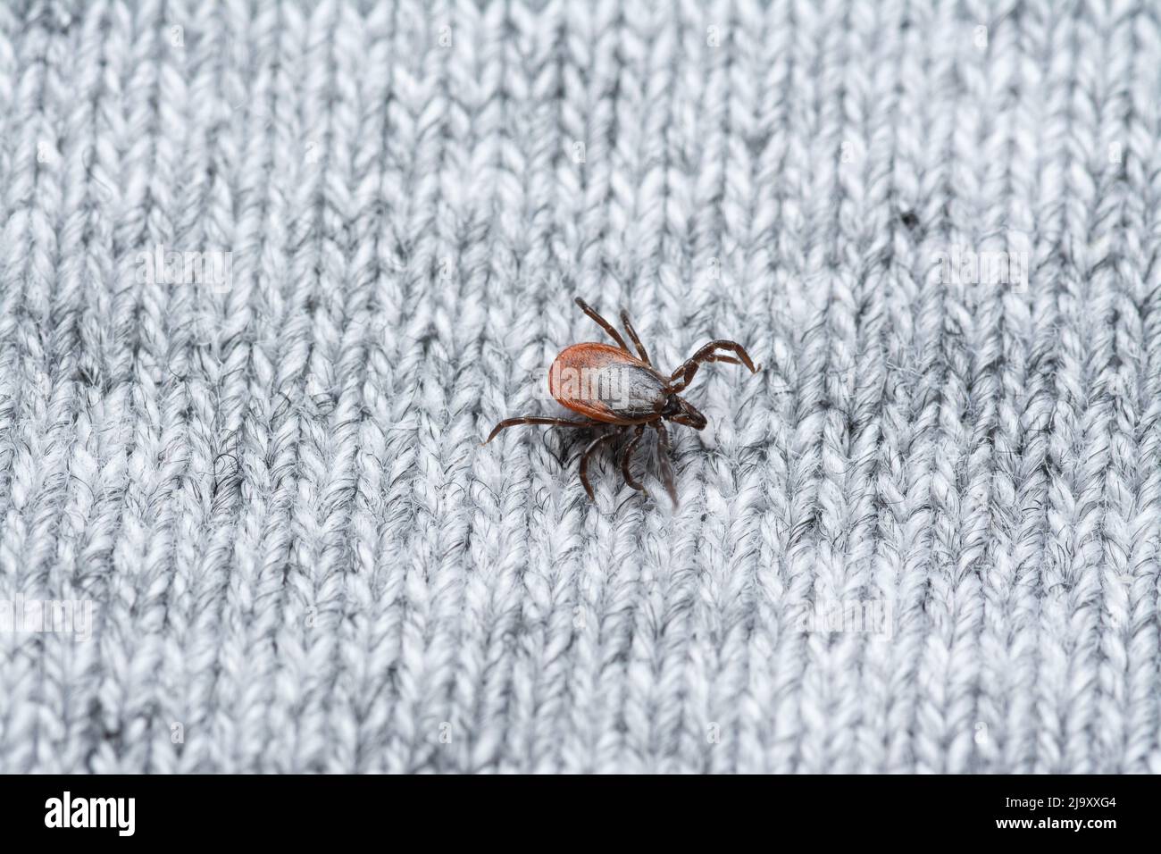 dangerous bloodsucker tick on human clothes waiting for victim Stock ...