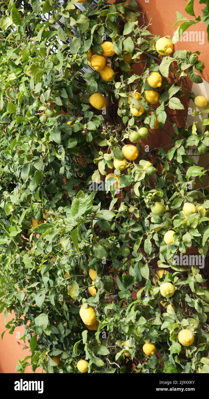 Lemon tree in home garden Stock Photo - Alamy
