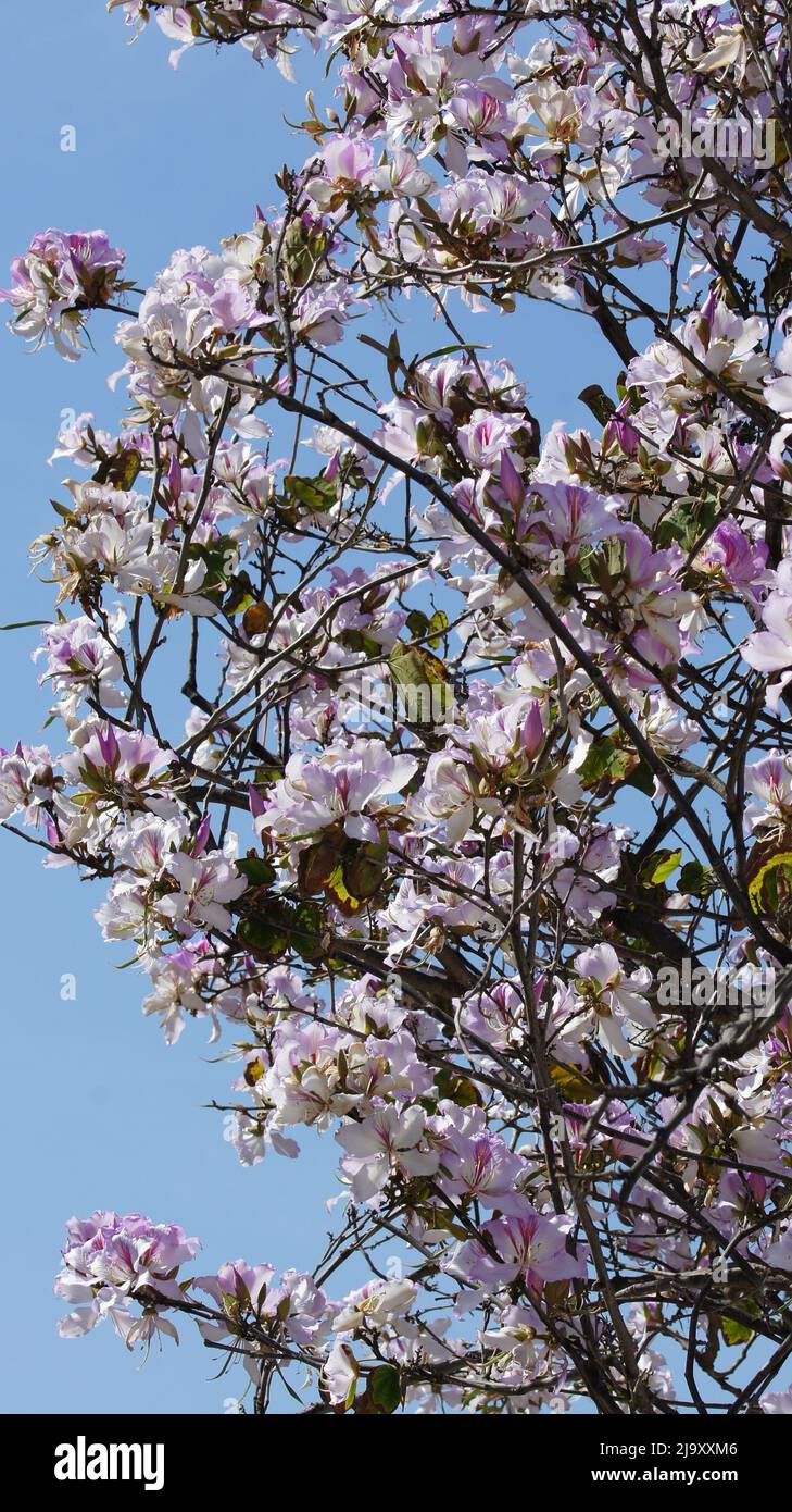 Spring flowers in Benahavis Stock Photo - Alamy