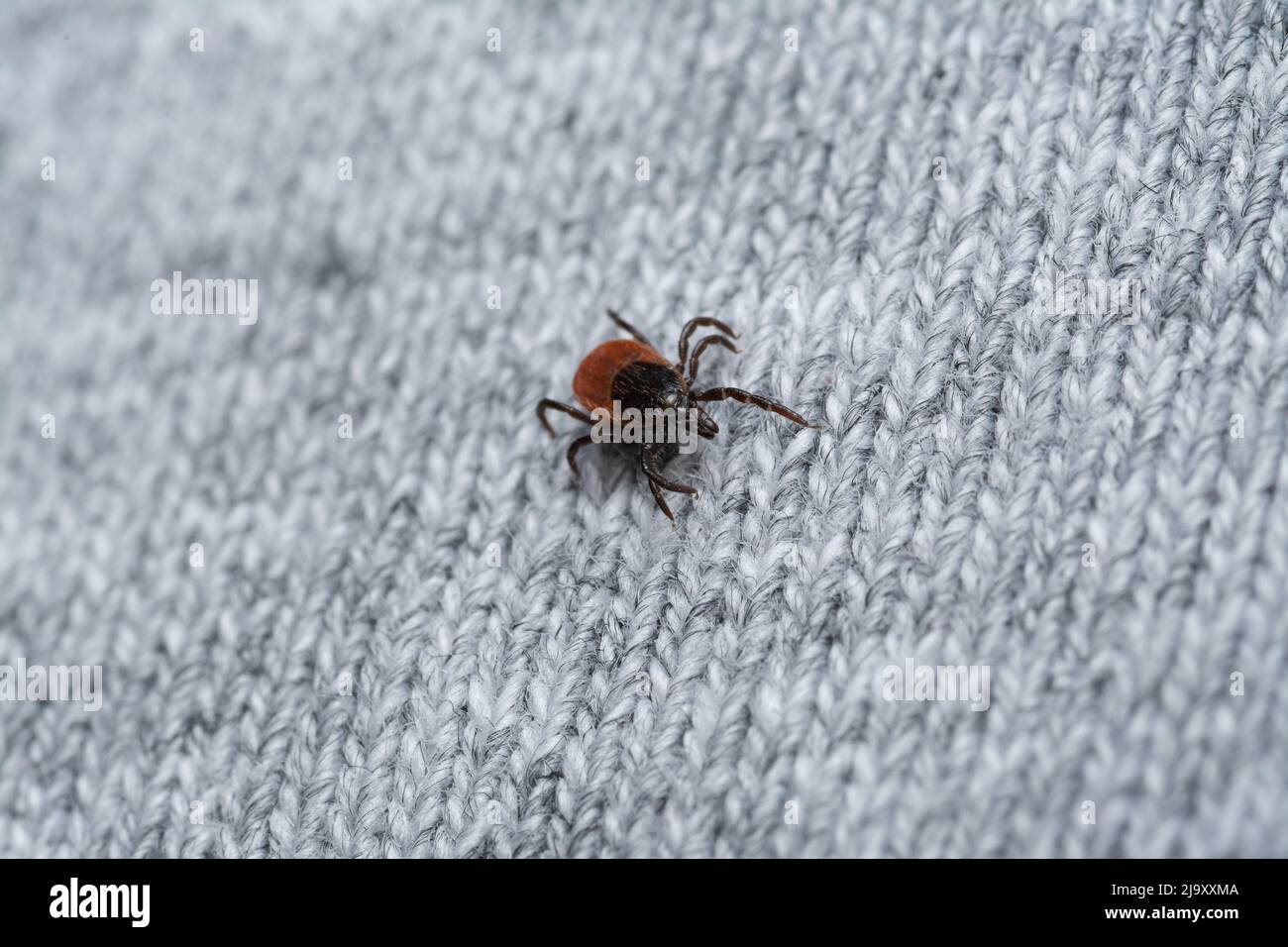 dangerous bloodsucker tick on human clothes waiting for victim Stock ...