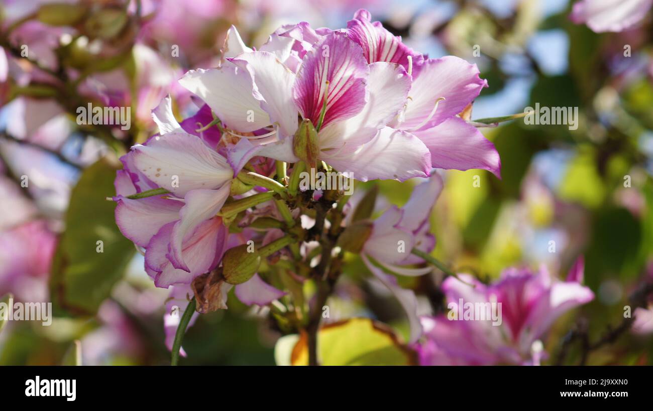 Spring flowers in Benahavis Stock Photo - Alamy