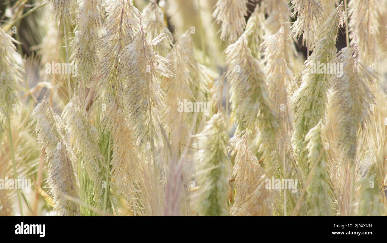 Gold of pleasure hi-res stock photography and images - Alamy