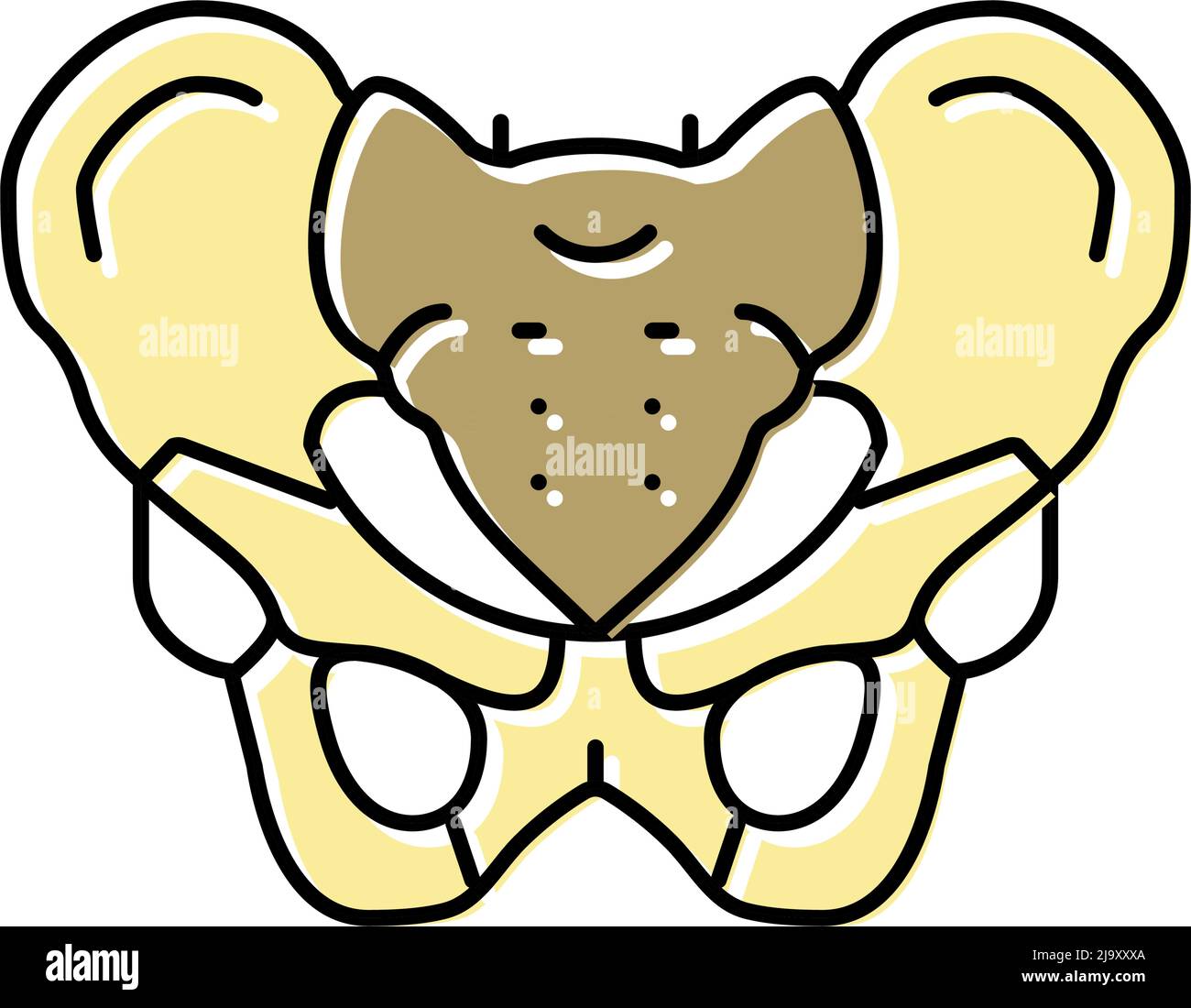 pelvis bone color icon vector illustration Stock Vector Image & Art - Alamy