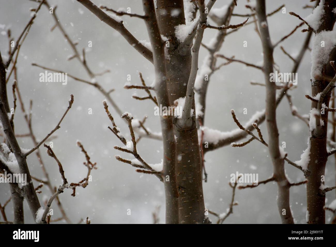Snow on an ornamental pear tree Stock Photo - Alamy