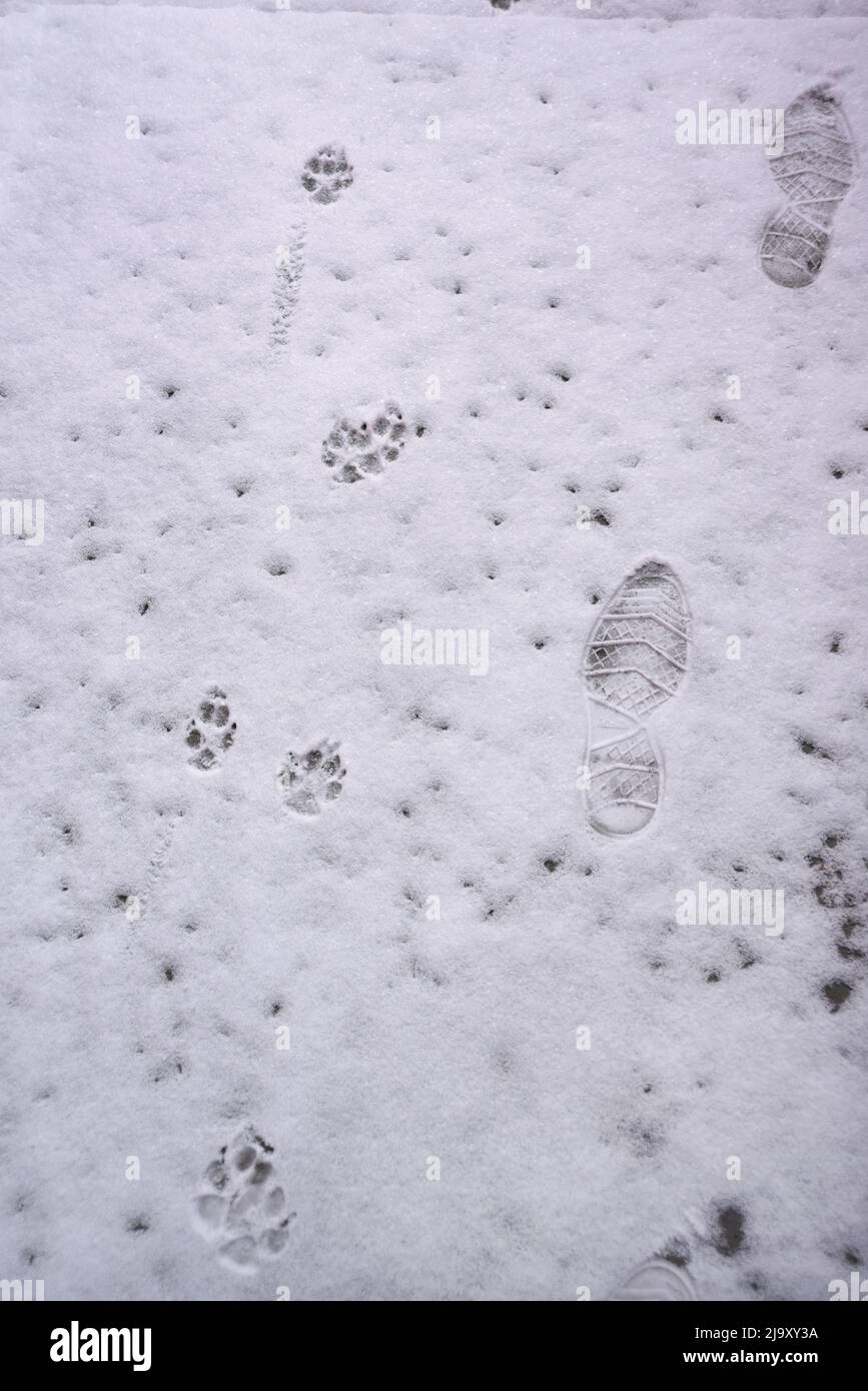 Human and dog tracks left in the snow by a man walking his dog along a ...