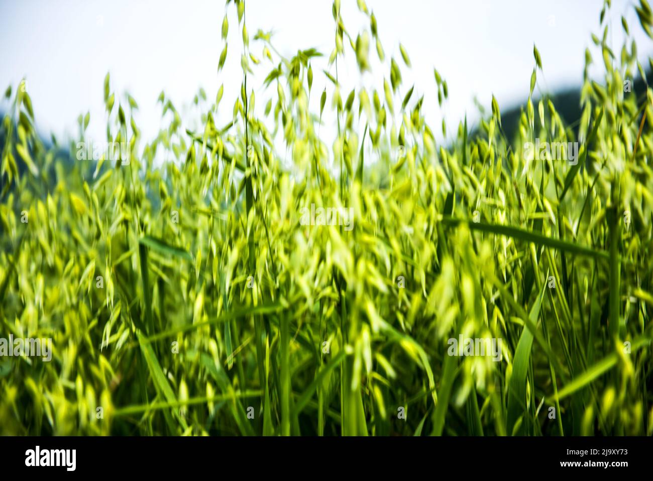 Beautiful rural scenic landscape,Avena Sativa,Oat green field of the ...