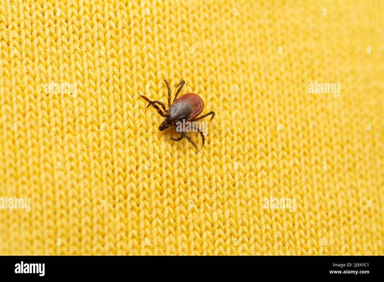 dangerous bloodsucker tick on human clothes waiting for victim Stock ...