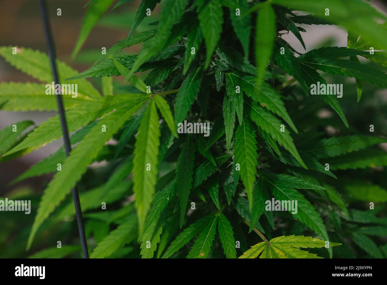 Cannabis buds hi-res stock photography and images - Alamy