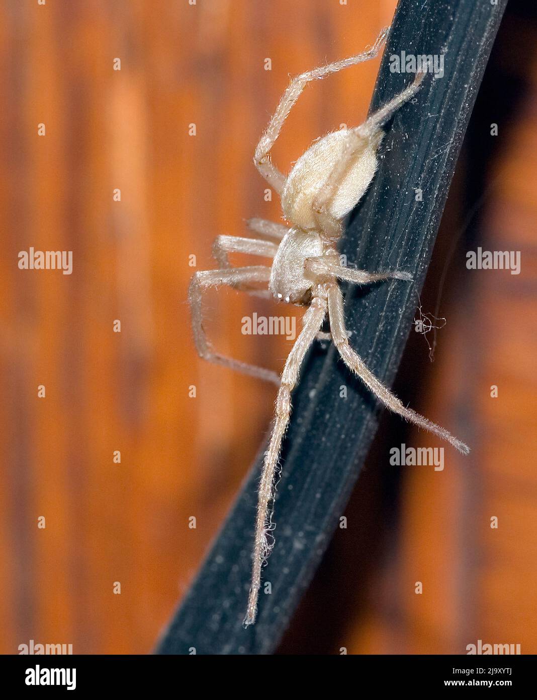 Northern Yellow Sac Spider (Cheiracanthium mildei) on an electric wire ...