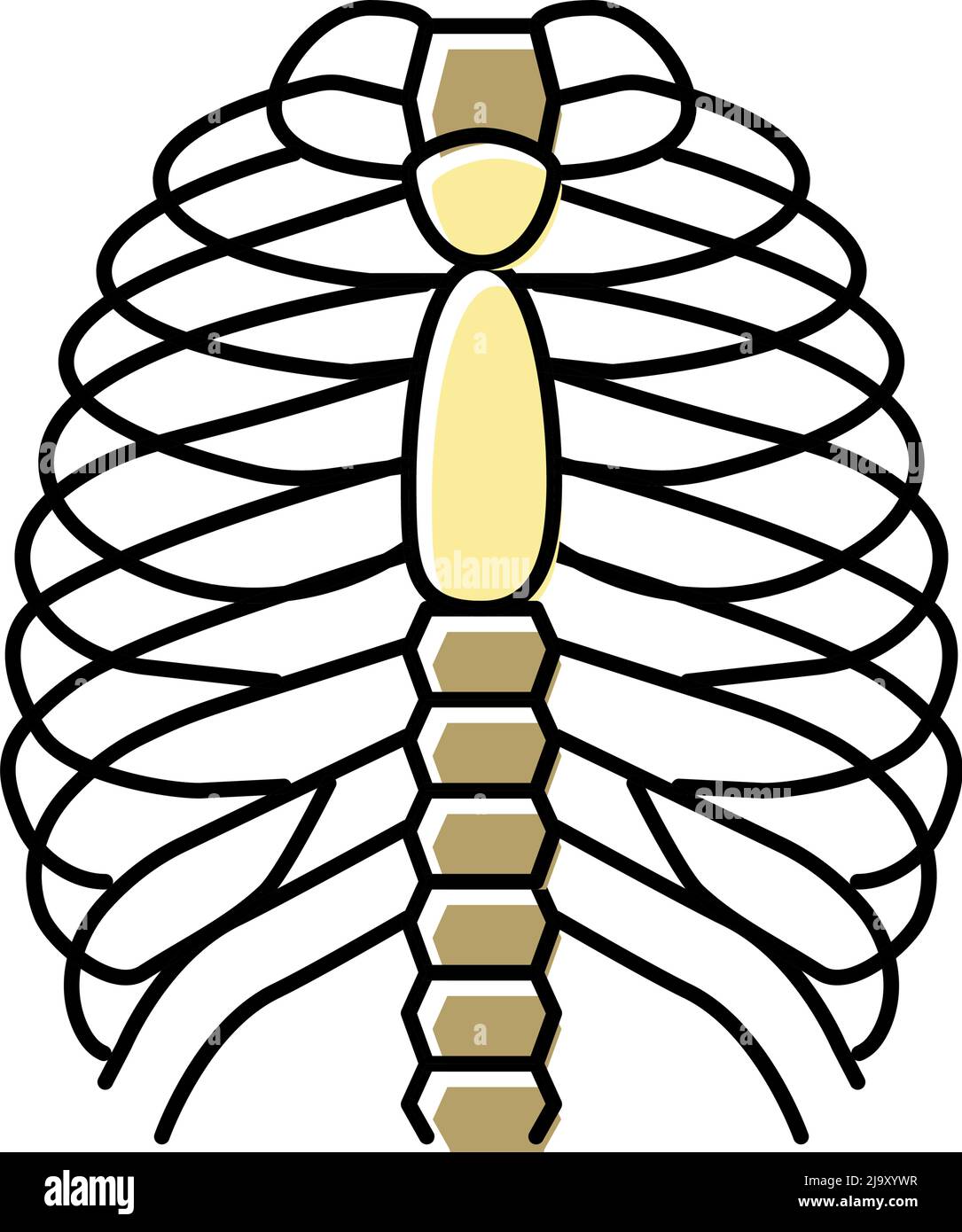 chest bone color icon vector illustration Stock Vector Image & Art - Alamy