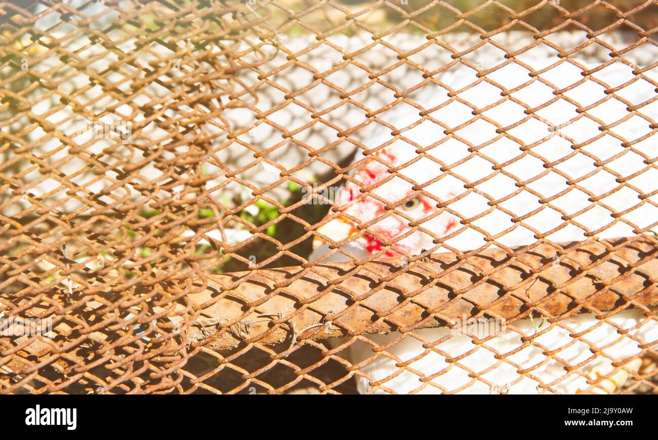 Growing chickens. Farm with chickens. Broilers in a cage. Poultry ...