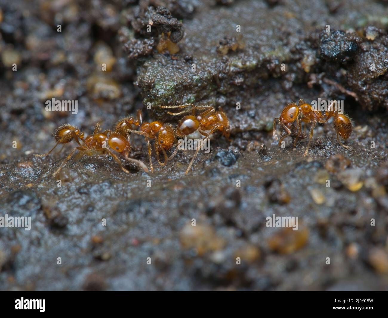 Fire ants colony hi-res stock photography and images - Alamy