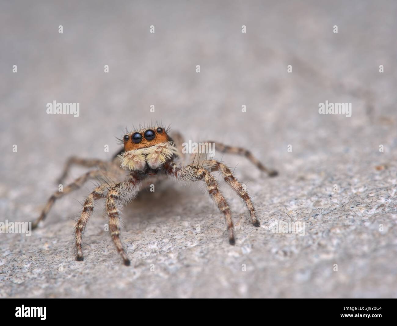 Close up jumping spider on the ground Stock Photo - Alamy