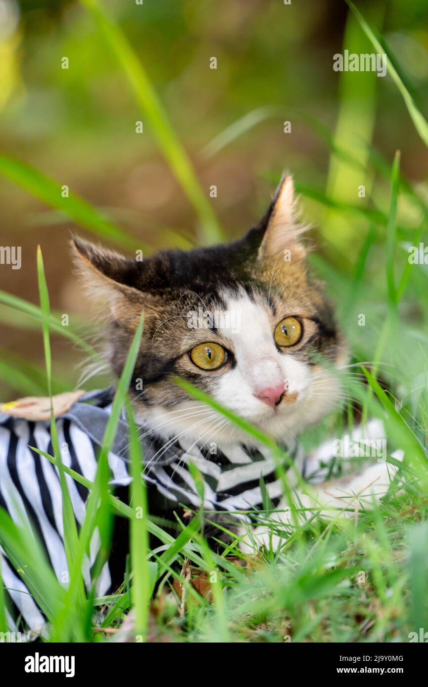 Cute cat playing on the grassy lawn at sunset Stock Photo - Alamy