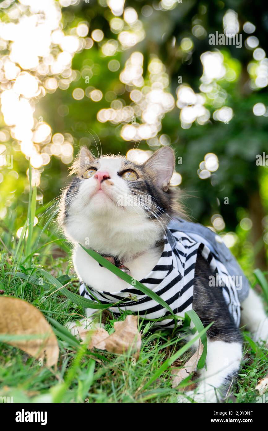 Cat lawn hi-res stock photography and images - Alamy