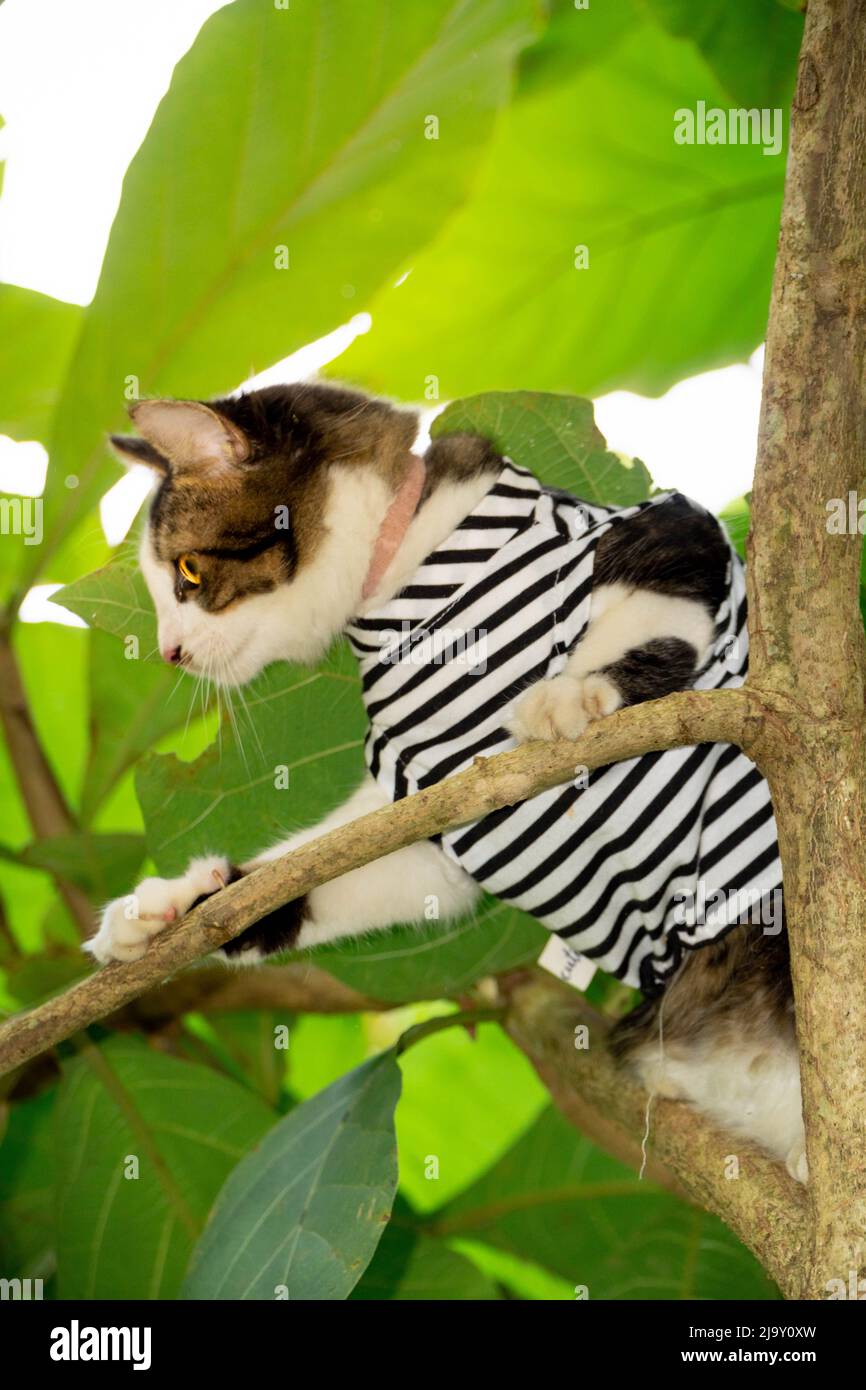 Cute cat playing on the tree Stock Photo - Alamy