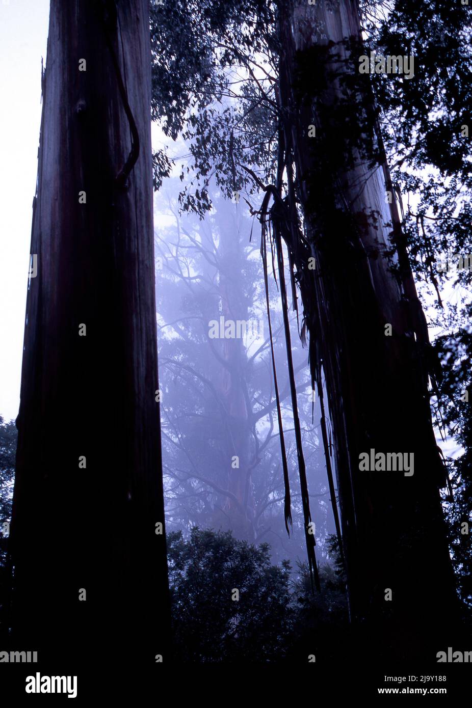 Ash trees australia hi-res stock photography and images - Alamy