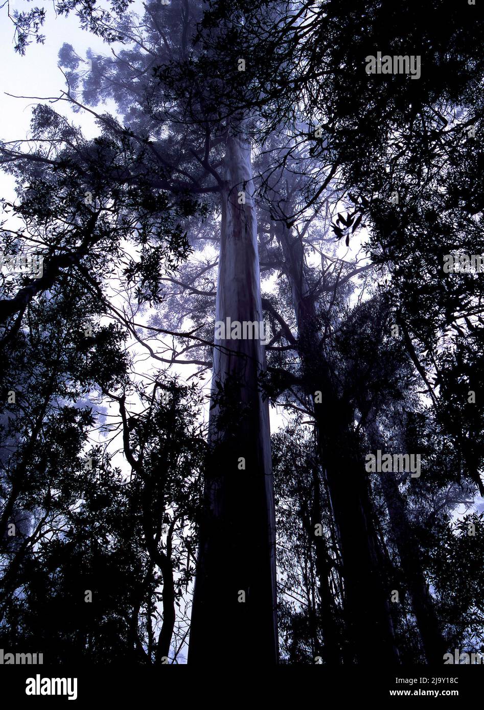 Ash Trees, Victoria, Australia Stock Photo - Alamy