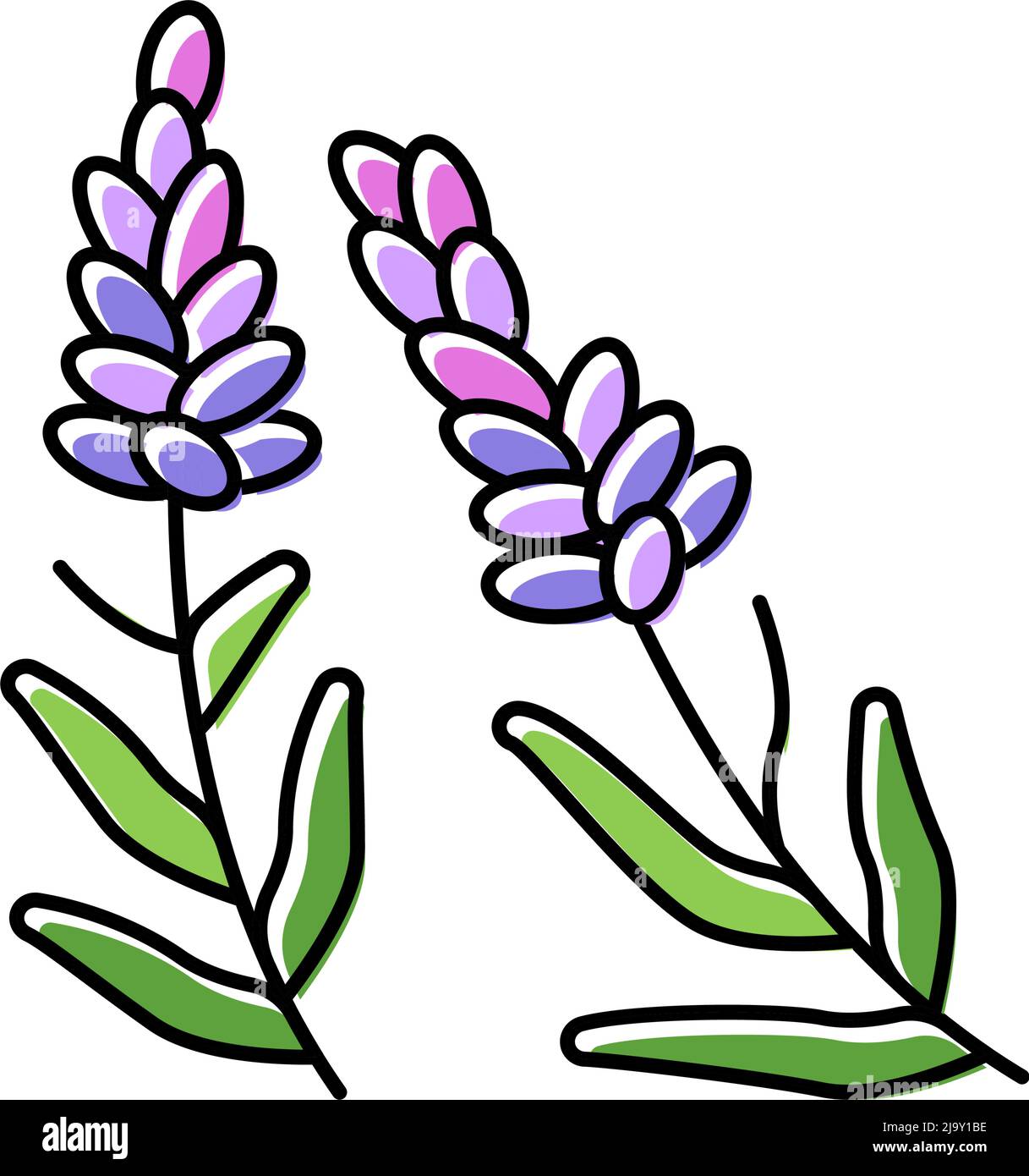 lavender herb color icon vector illustration Stock Vector Image & Art ...