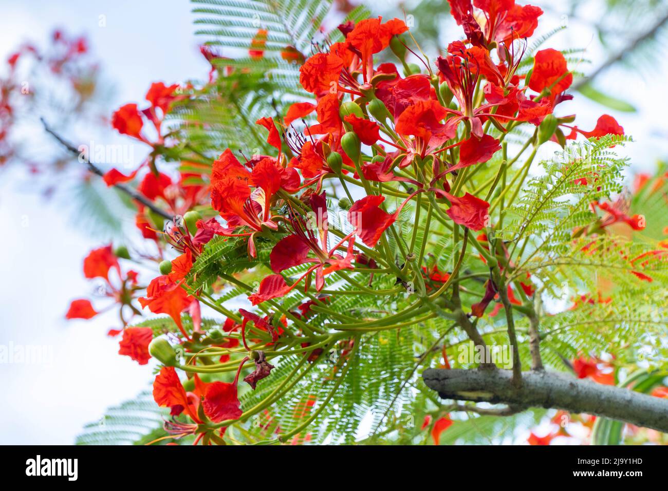Red flamboyant flowers in the wild Stock Photo - Alamy