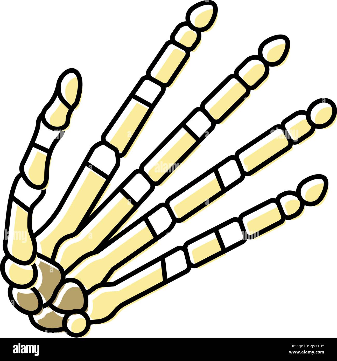 hand bone color icon vector illustration Stock Vector Image & Art - Alamy