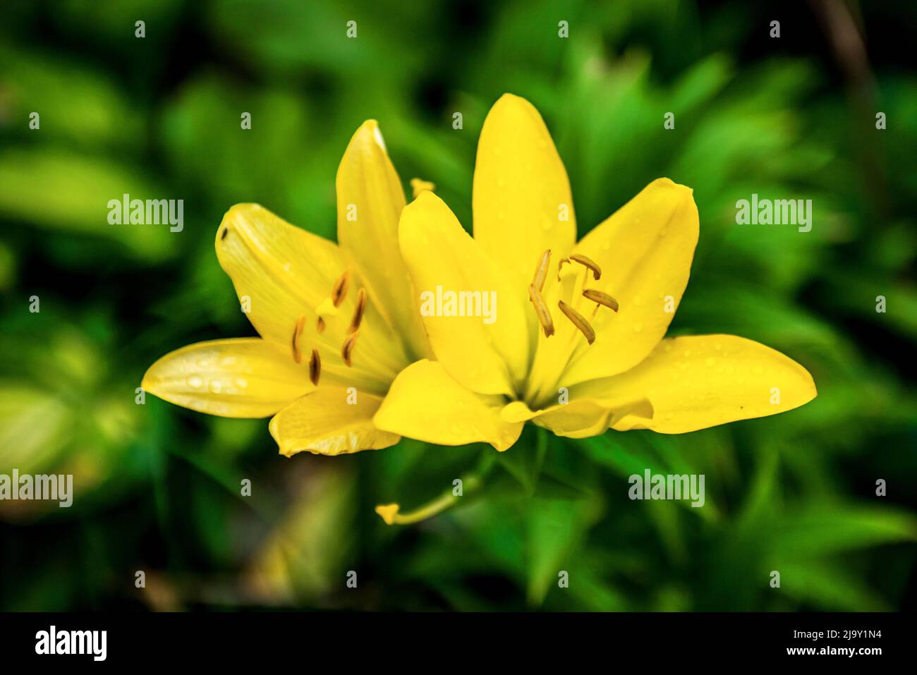 The beautiful yellow lily,Lilium longiflorum Thunberg in garden Stock ...